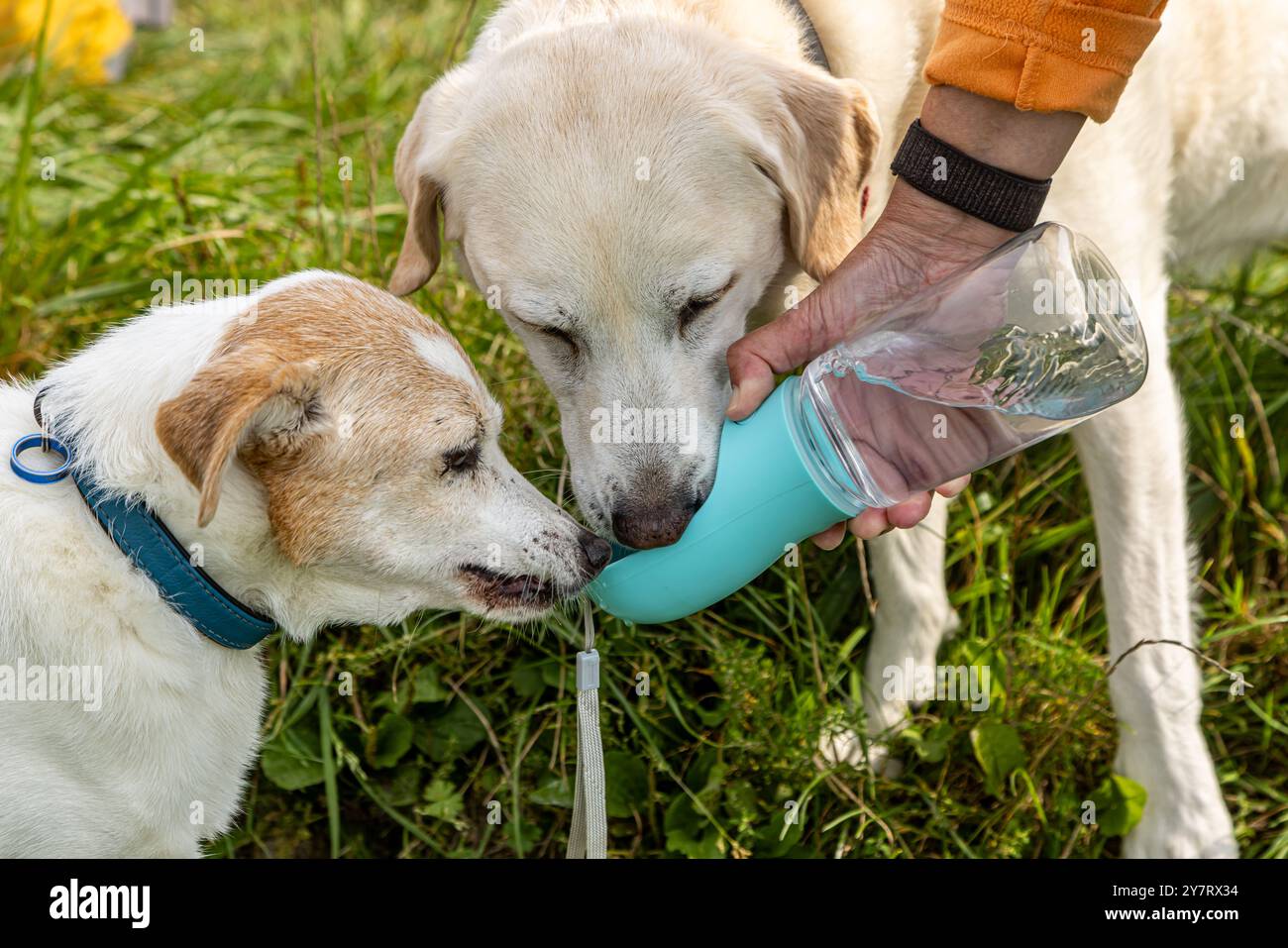 Two dogs drinking from a water bottle whilst out for a walk Stock Photo ...