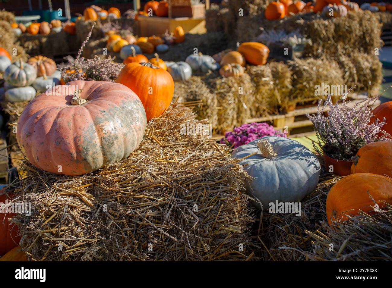 Pumpkin pumpkin festival pumpkins hi-res stock photography and images ...