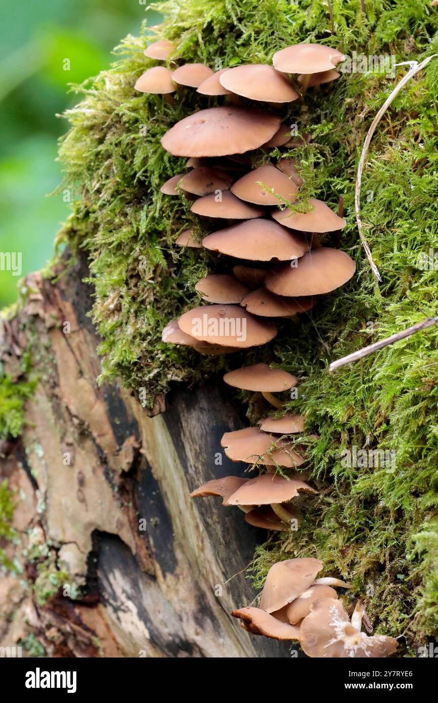 Slightly conical caps hi-res stock photography and images - Alamy