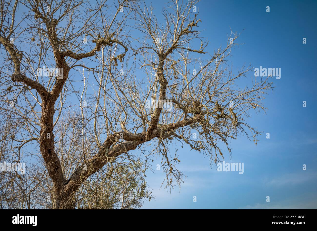 A dying and diseased mature olive trees being killed by Xylella ...