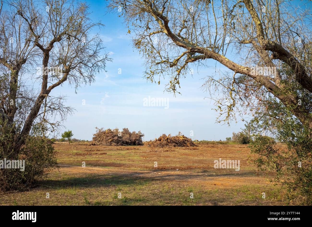 Bacteria removal hi-res stock photography and images - Alamy