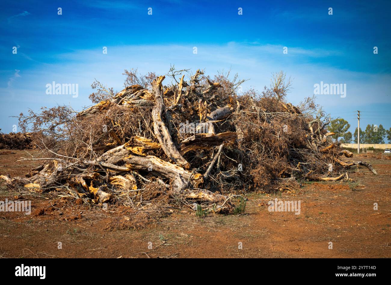 A pile of dead and diseased mature olive trees killed by Xylella ...