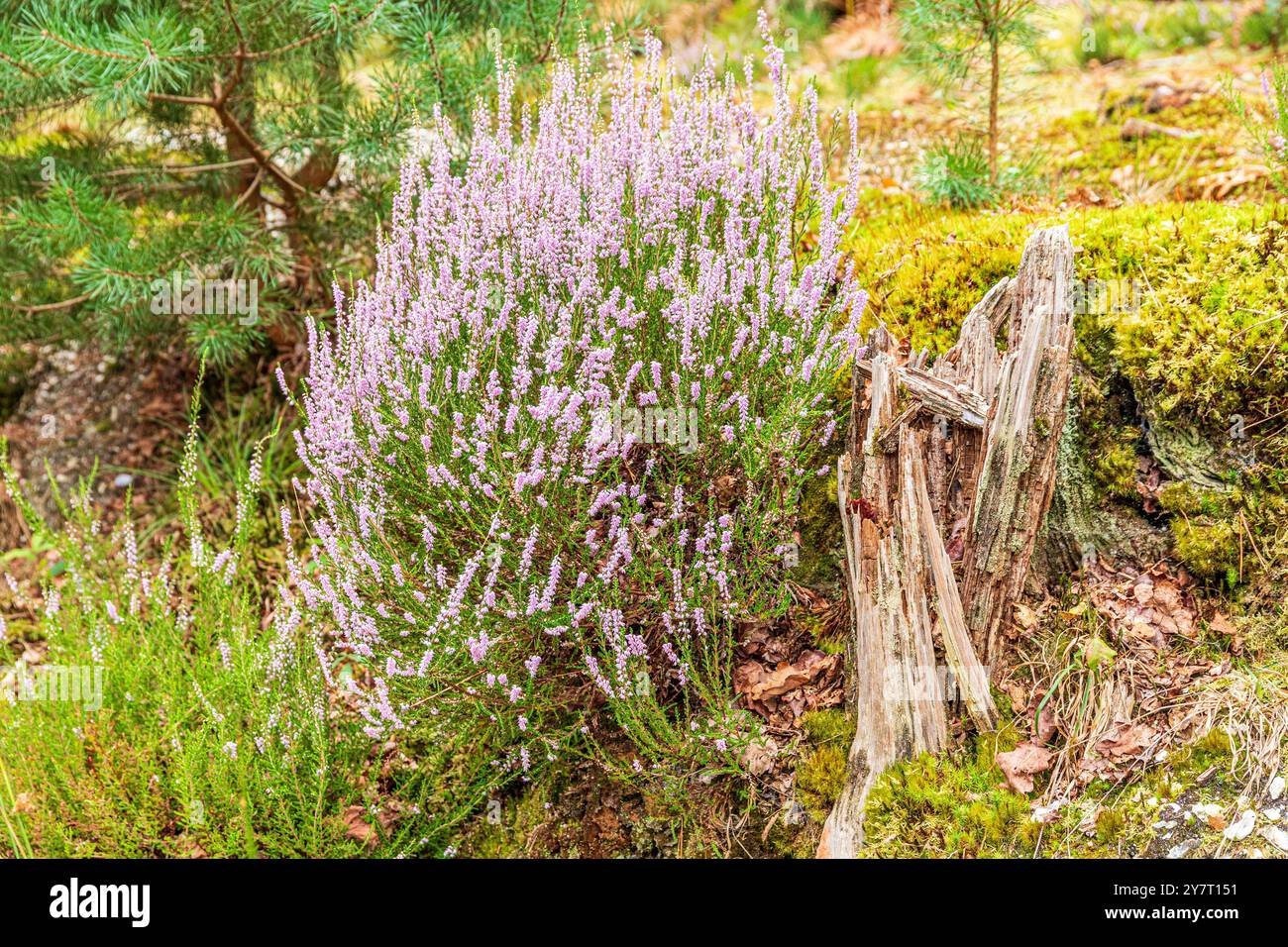 Common Heather Calluna vulgaris (L.) Hull by an old tree stump on ...