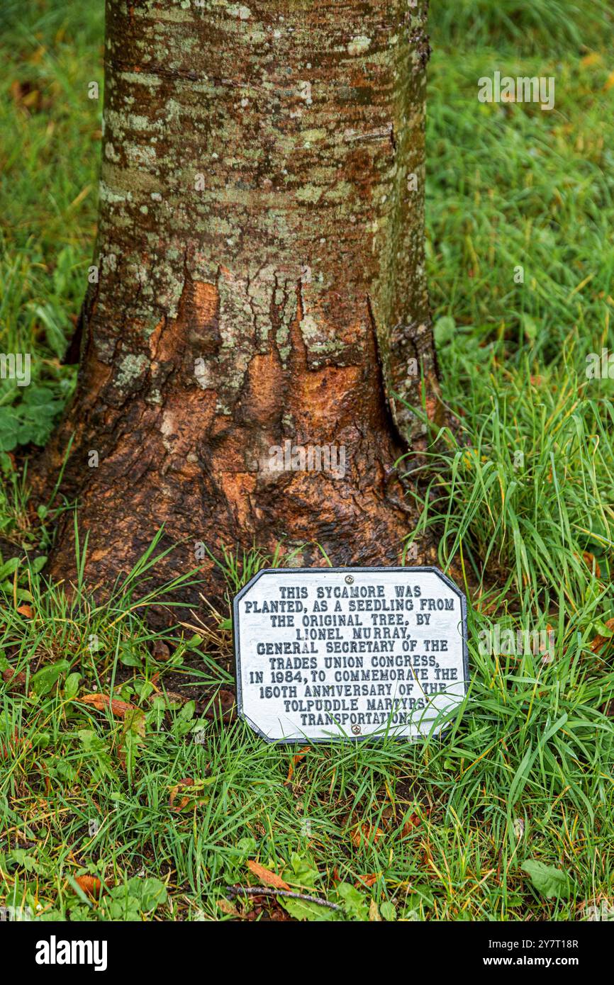 A sycamore tree planted as a seedling from the original tree to ...