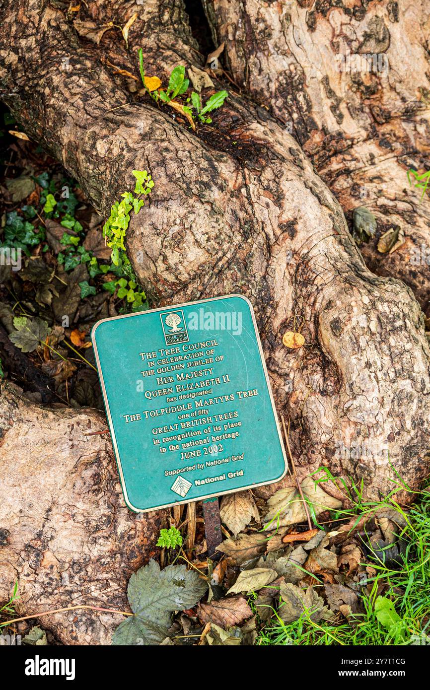 A plaque by the Tree Council designating the Tolpuddle Martyrs' Tree as ...