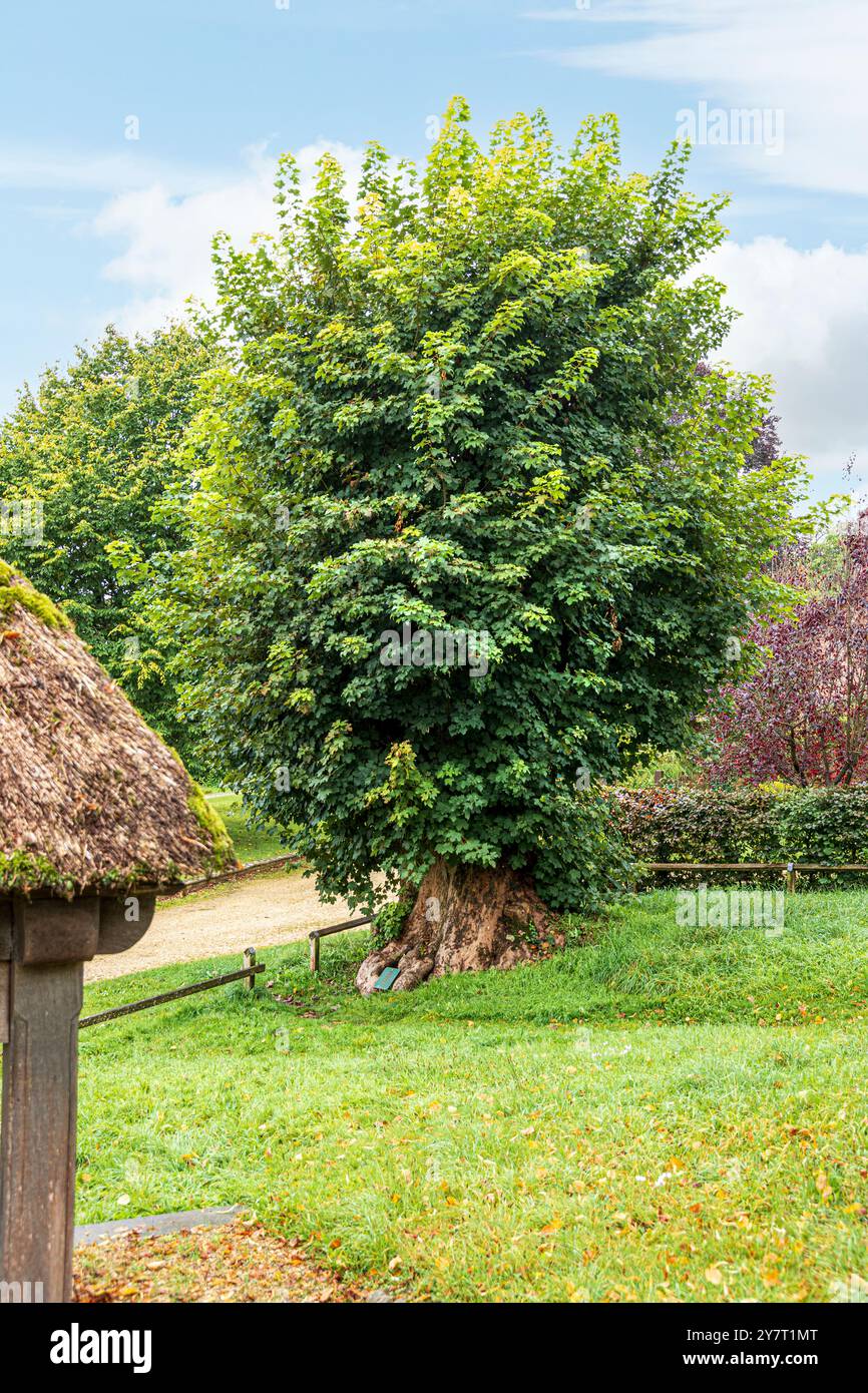 The 300+ year old sycamore Tolpuddle Martyrs' Tree beneath which the ...