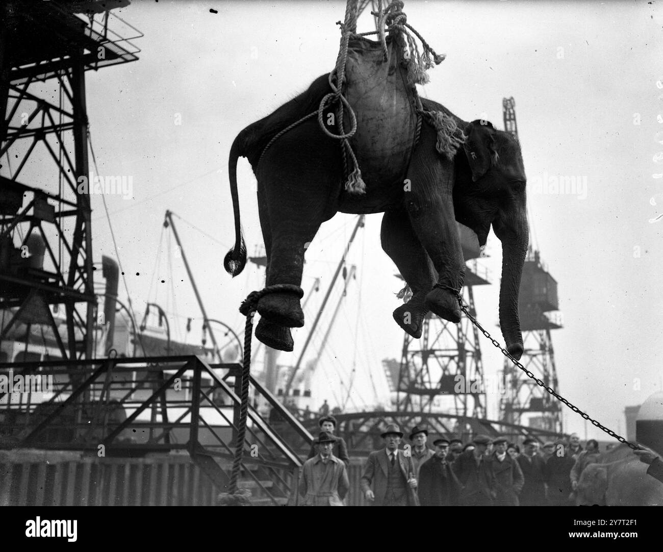 UNLOADING THE ELEPHANT SHIP : Elephants and monkeys were in a ...