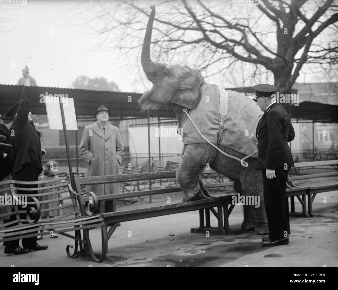 DUMBO CALLING Planting her feet firmly on a seat , DUMBO , the baby ...