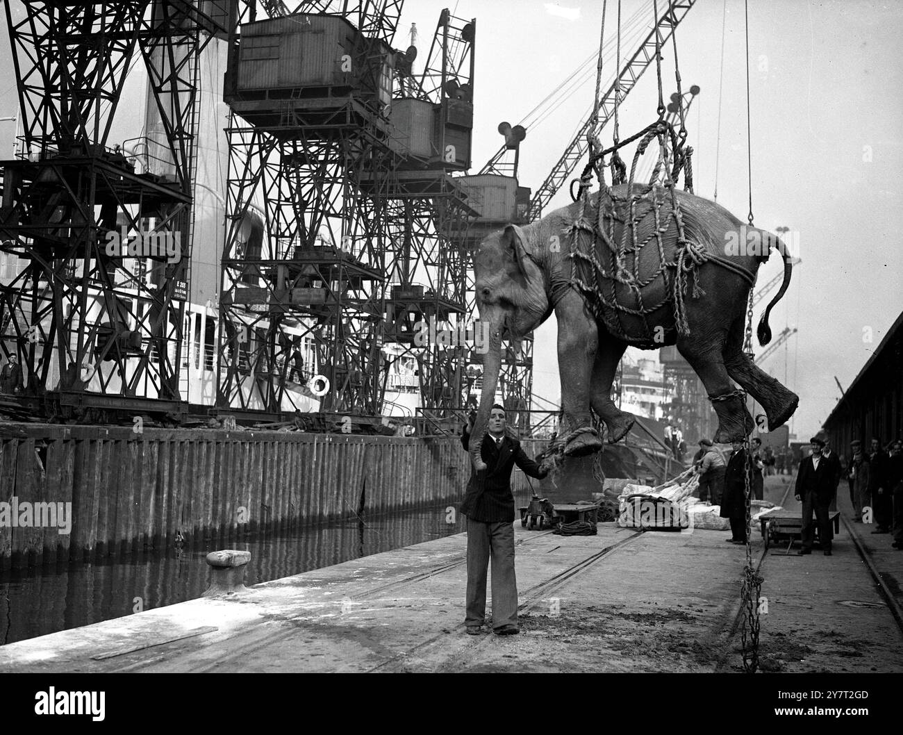 Crane elephant ship hi-res stock photography and images - Alamy