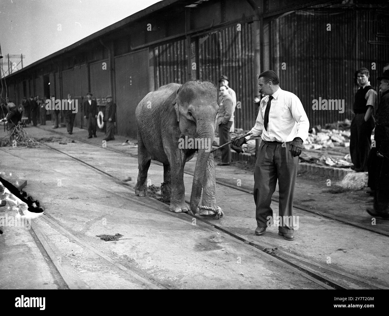 Elephants cargo hi-res stock photography and images - Alamy