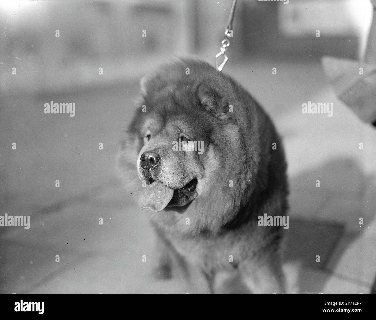 WINNER WITH A ' RUFF ' Prizewinner with a ' ruff ' is YEN-YIN OF KIN ...