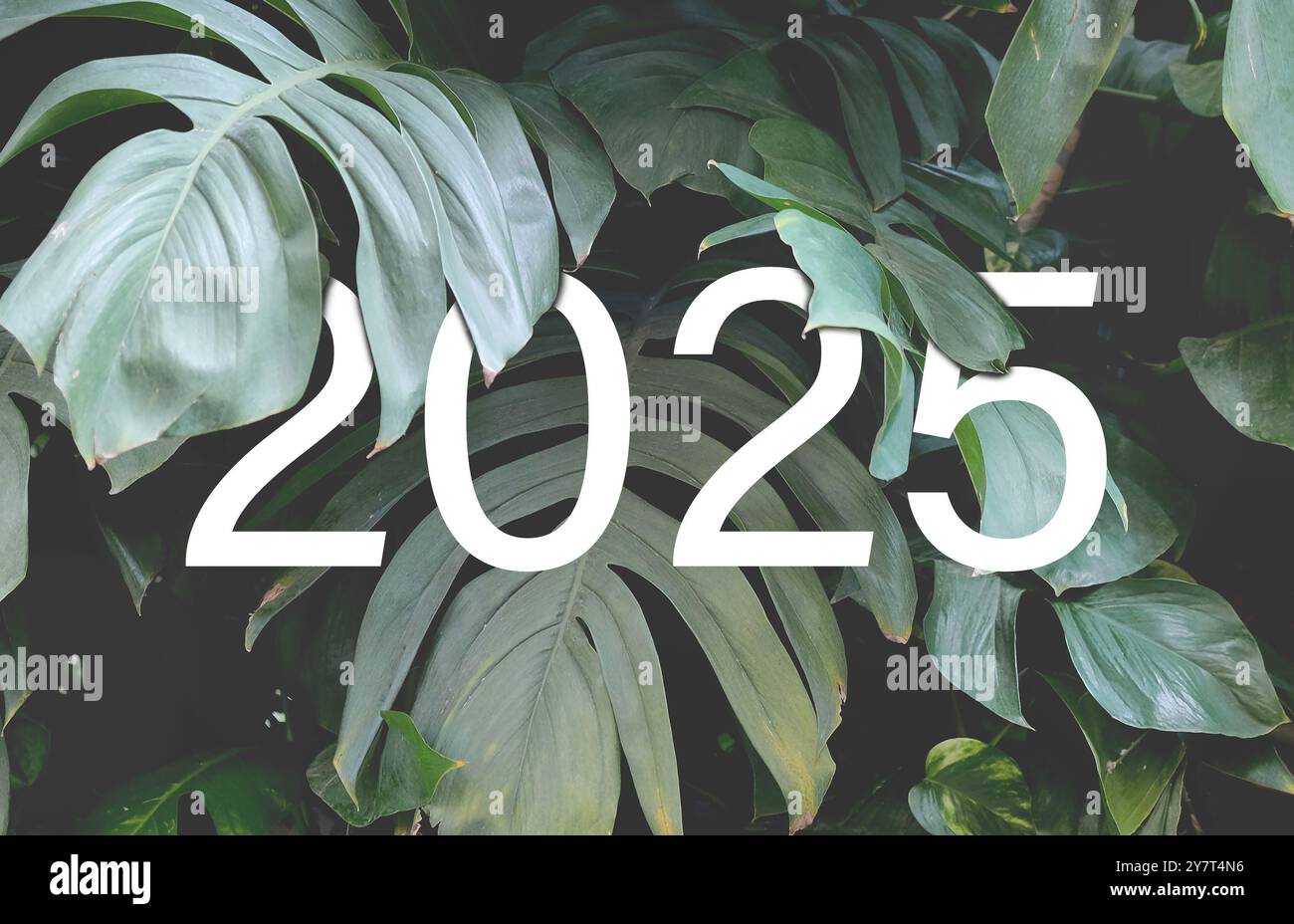 2025 New year white text hidden in natural green monstera leaves ...