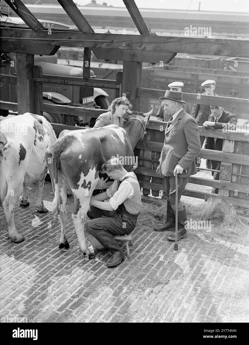 MILKING TIME AT KENTISH TOWN- RAILWAY STATION ' farmyard ' The usual ...