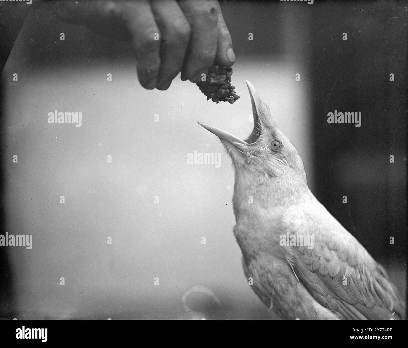 Pink nest Black and White Stock Photos & Images - Alamy