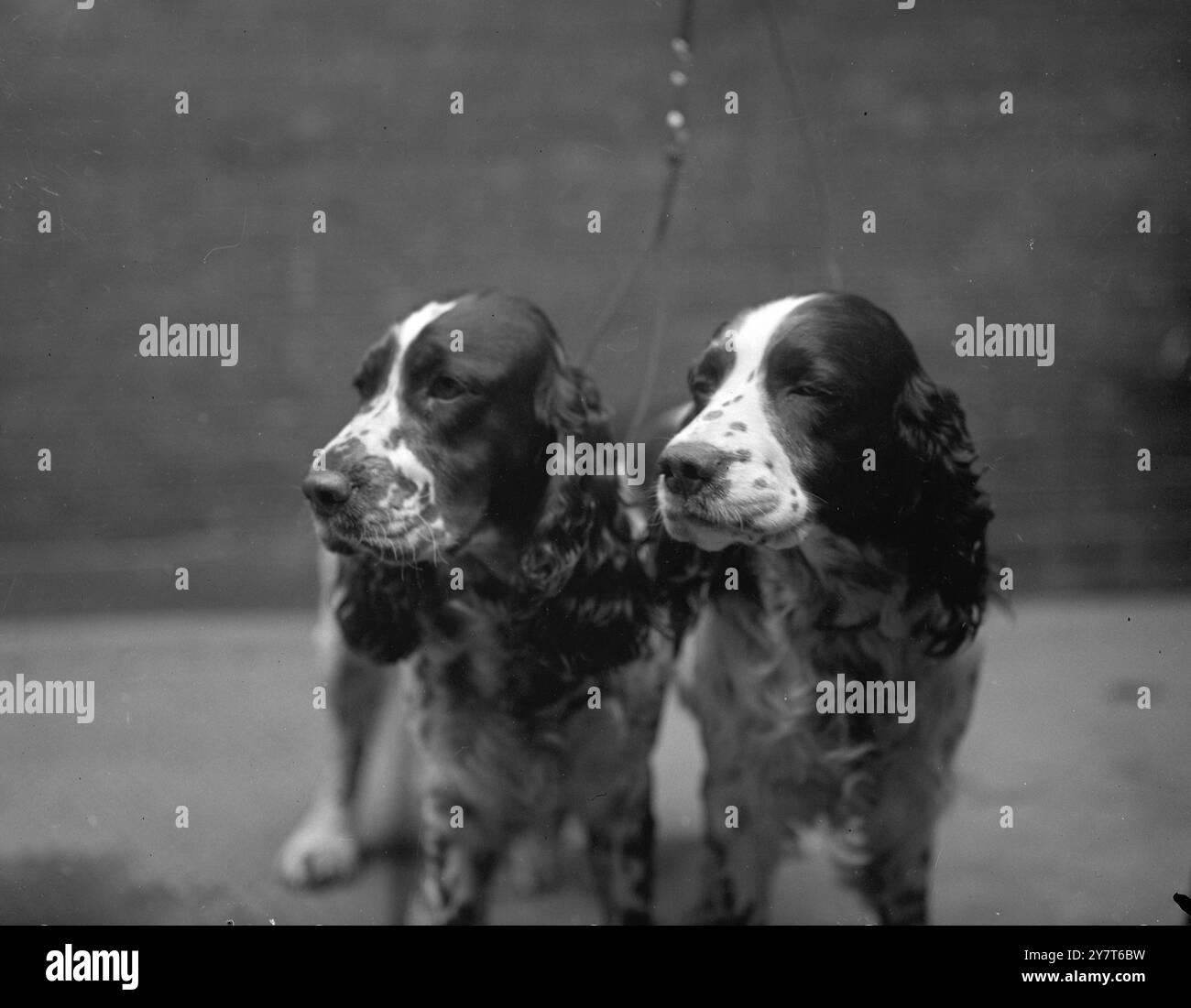 PRIZE SPRINGERS Rating high in praise are these two English Springer ...