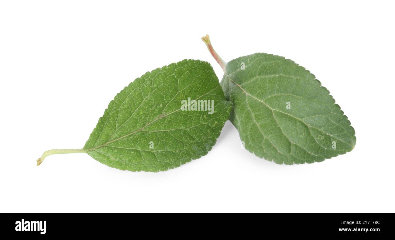 Two vibrant green leaves hi-res stock photography and images - Alamy