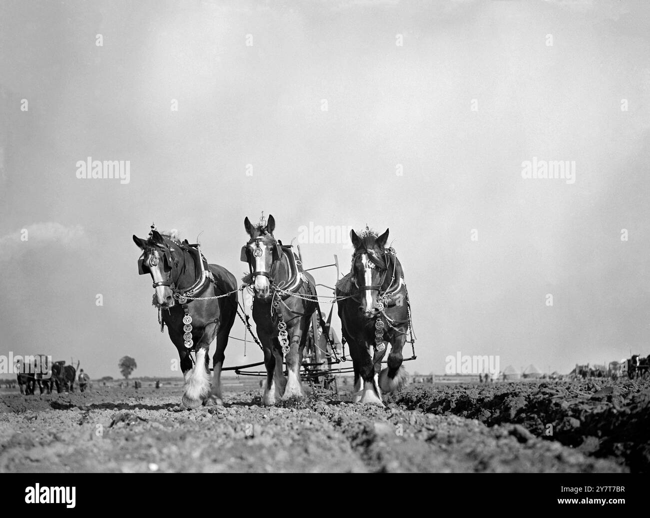 Ploughing match, Gravesend, Kent. One of a series by John Topham, 9 ...