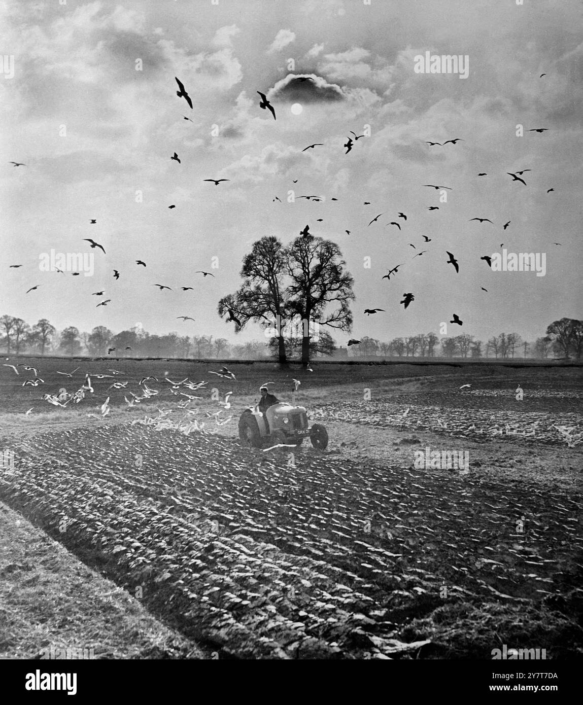 Seagulls on the Royal Farm at Windsor, Berkshire. An experience of ...