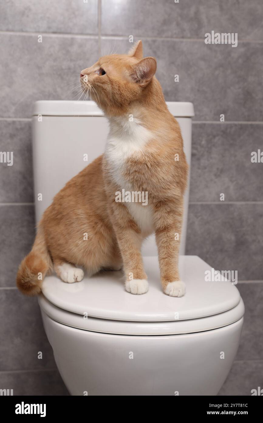 Cute cat sitting on toilet bowl in bathroom Stock Photo - Alamy