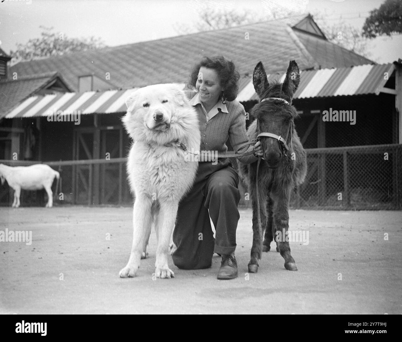 Hard stares hi-res stock photography and images - Alamy