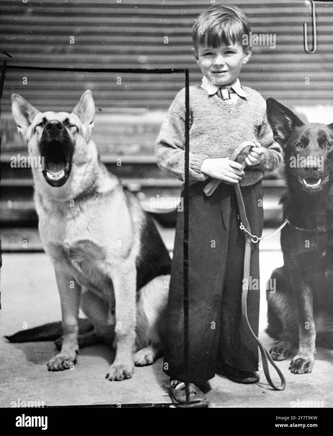 German shepherd alsatian black Black and White Stock Photos & Images ...