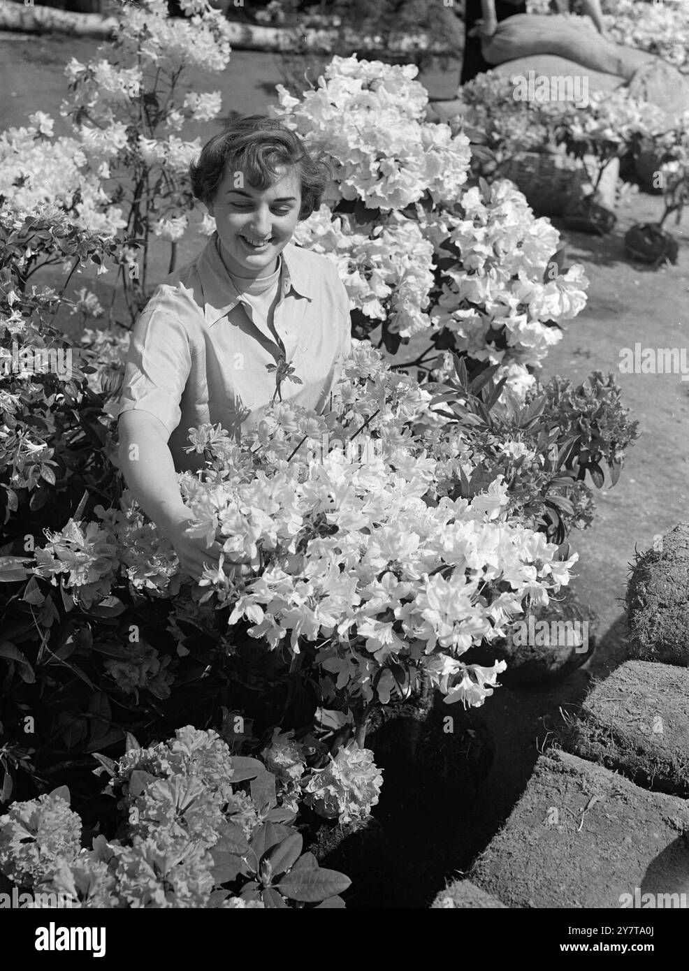 JUNE GLORY 22 May 1950 Sunshine rhododendrons and June Naef of Surbiton ...