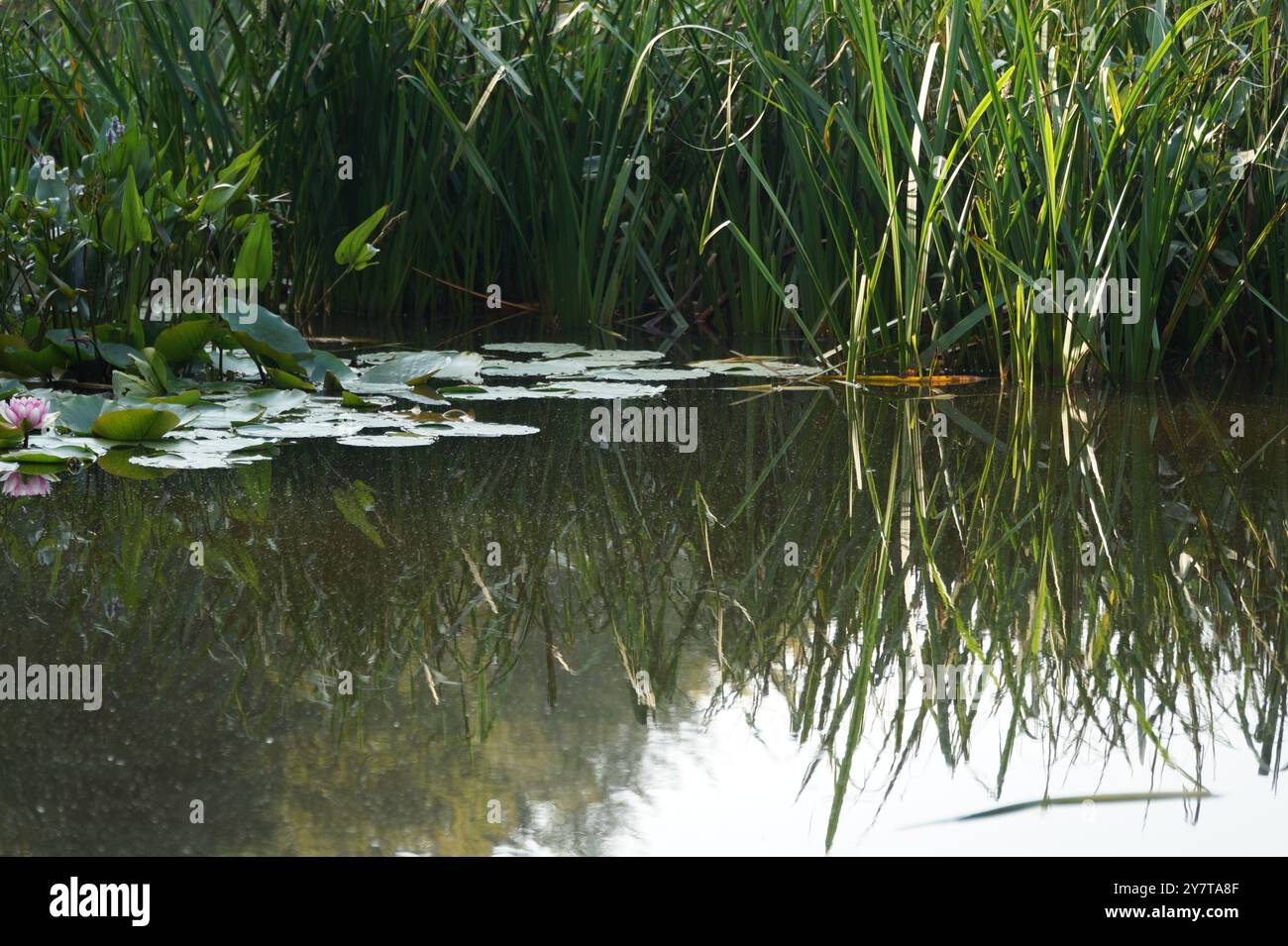 Nature waterfront plants in reflection Stock Photo - Alamy