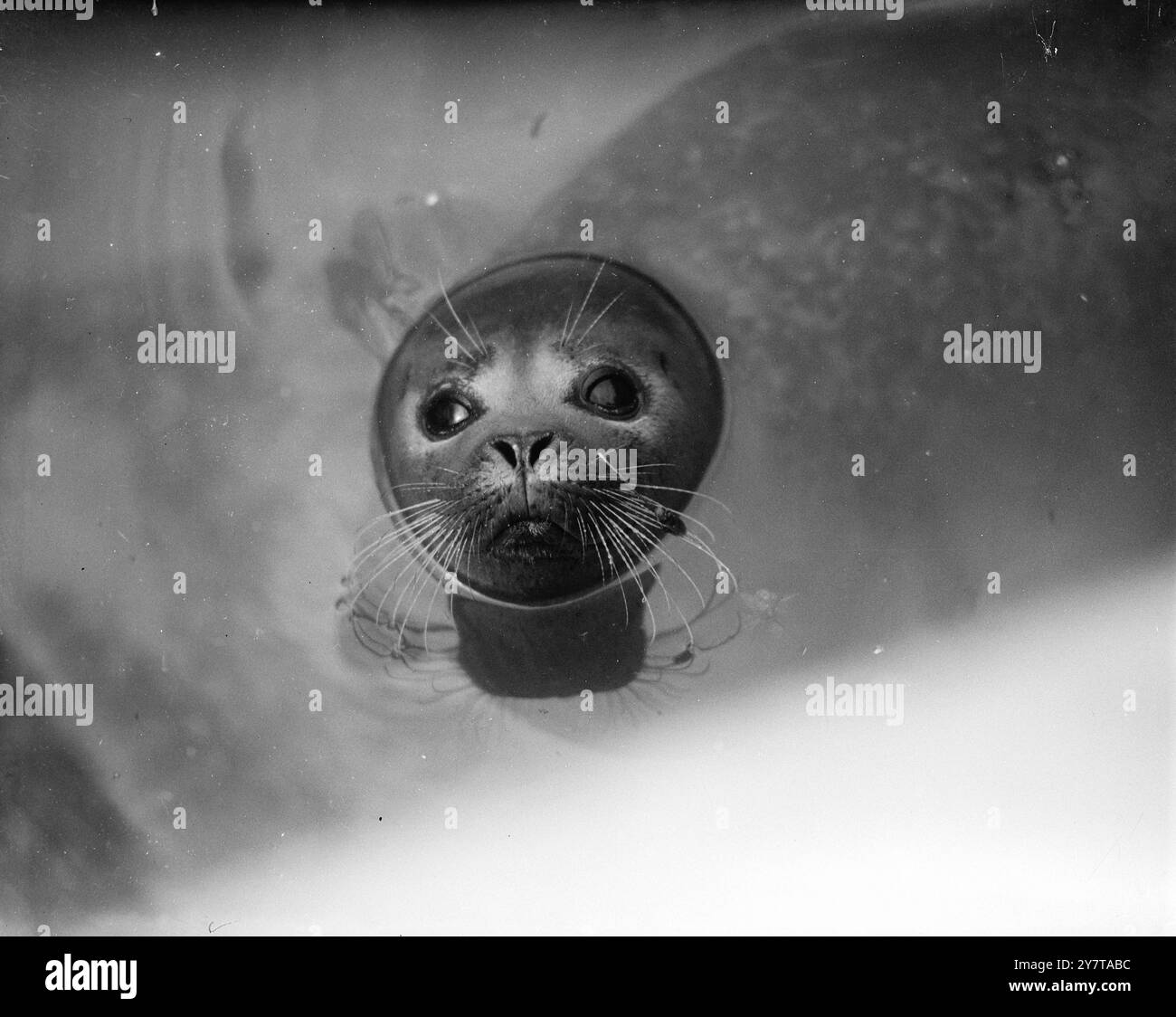 FACE AT THE SURFACE 18 May 1950 Much too appealing ever to be mistaken ...