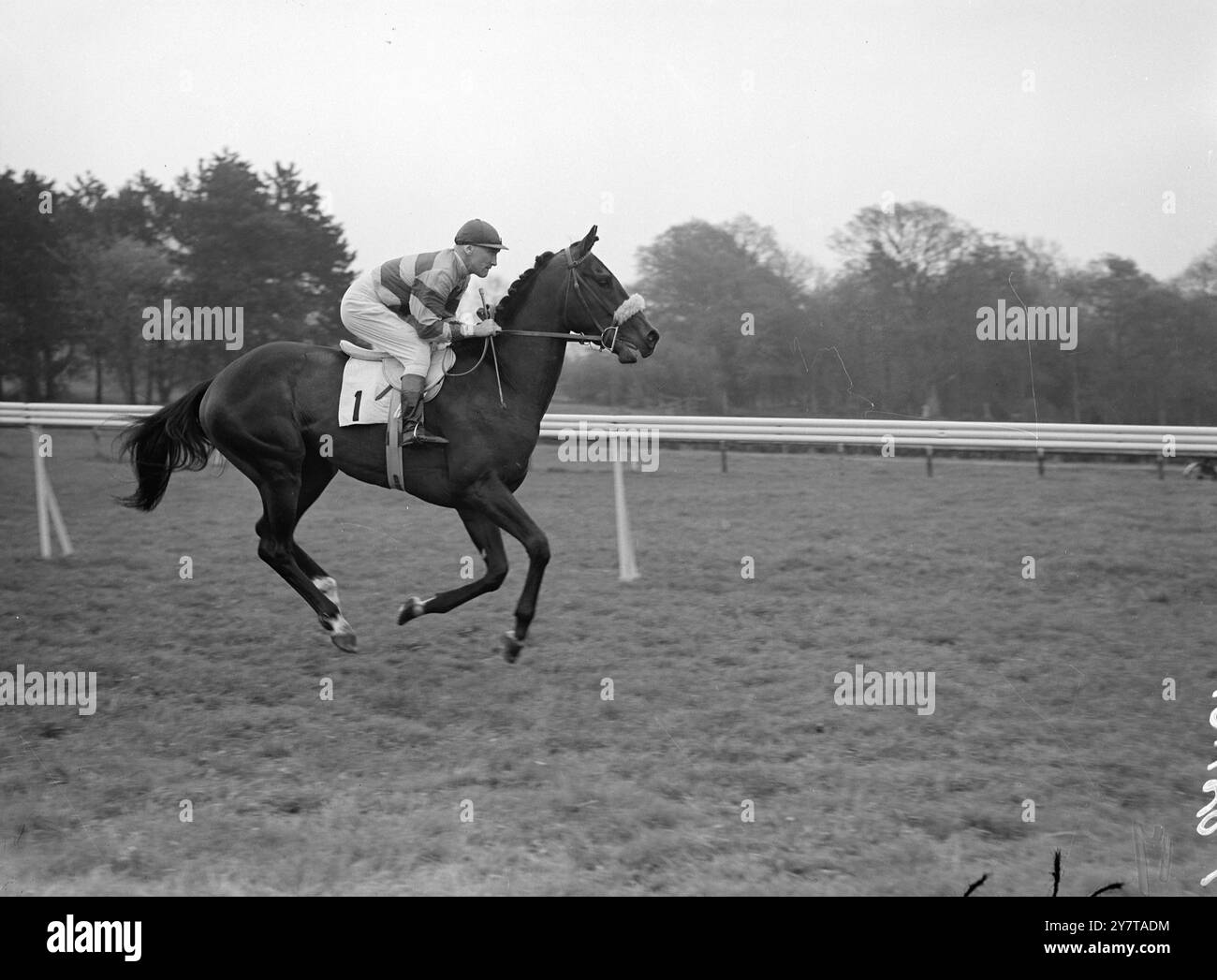 MAHARAJAH'S CHOICE 10 May 1950 The Maharajah of Baroda's Derby entrant ...