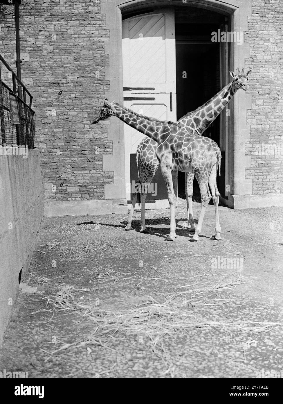 TWO WAY STRETCH 11 May 1950 The inquisitive who are not afraid to stick ...