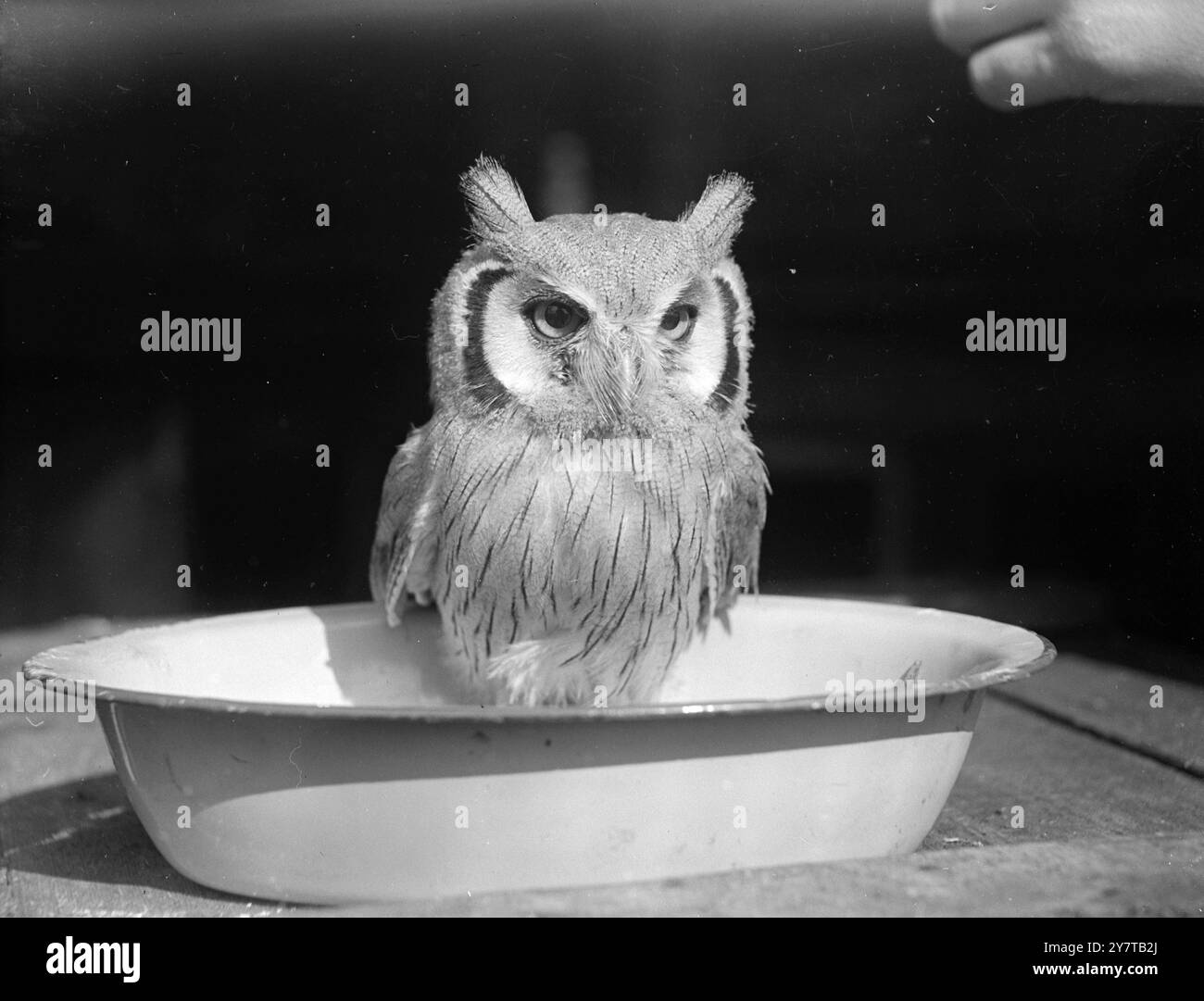 Owl bath Black and White Stock Photos & Images - Alamy