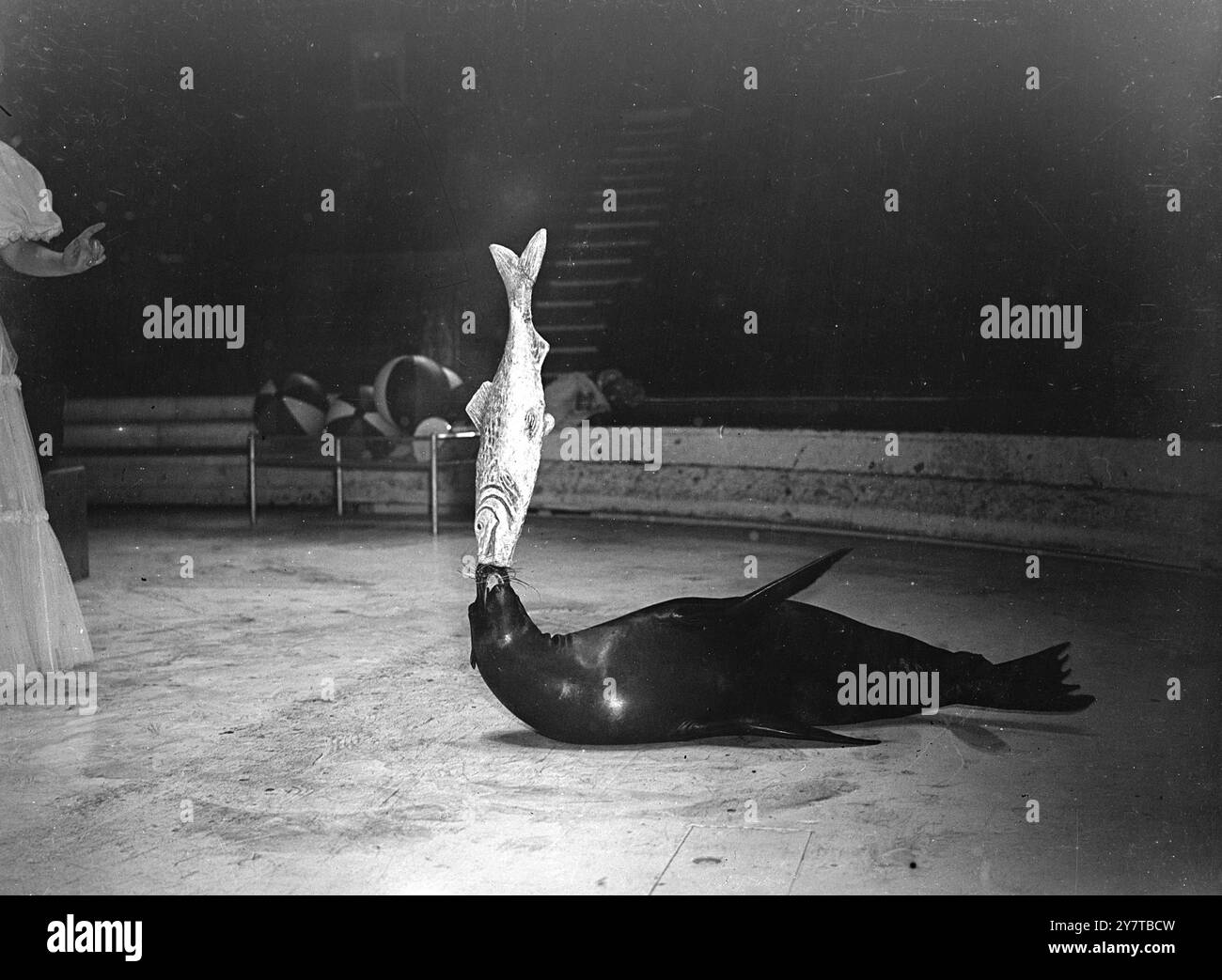 FISH CONTROLLED AGAIN 19 April 1950 But housewives and dealers will not ...