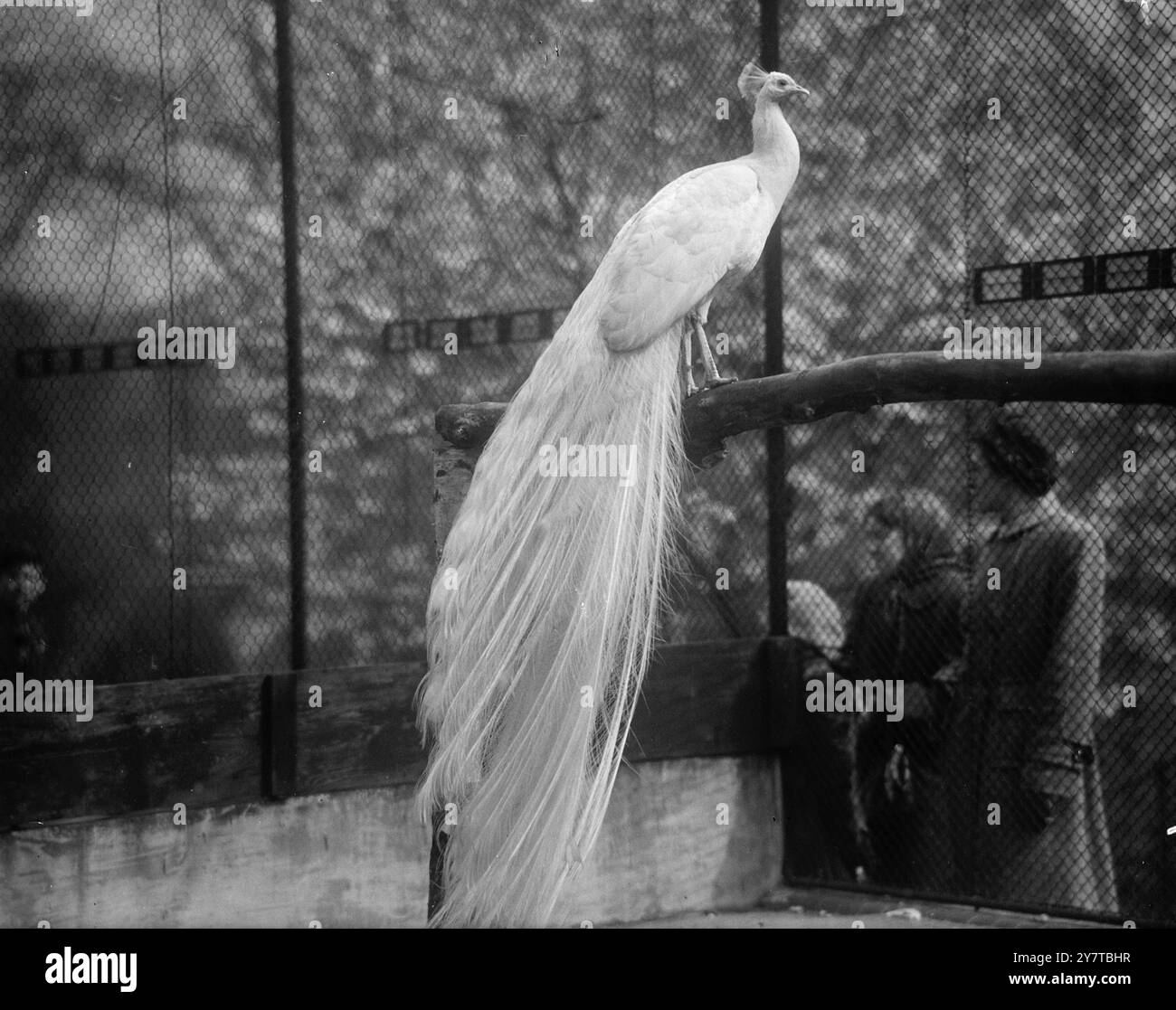 REGAL COMMONER 17 April 1950 Aloofly dignified and all set to show he ...