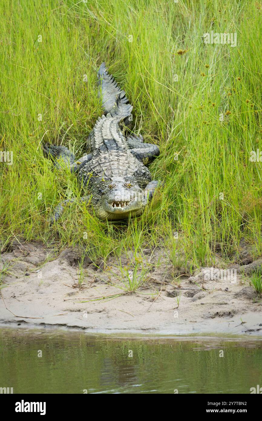 Reptile in the open hi-res stock photography and images - Alamy
