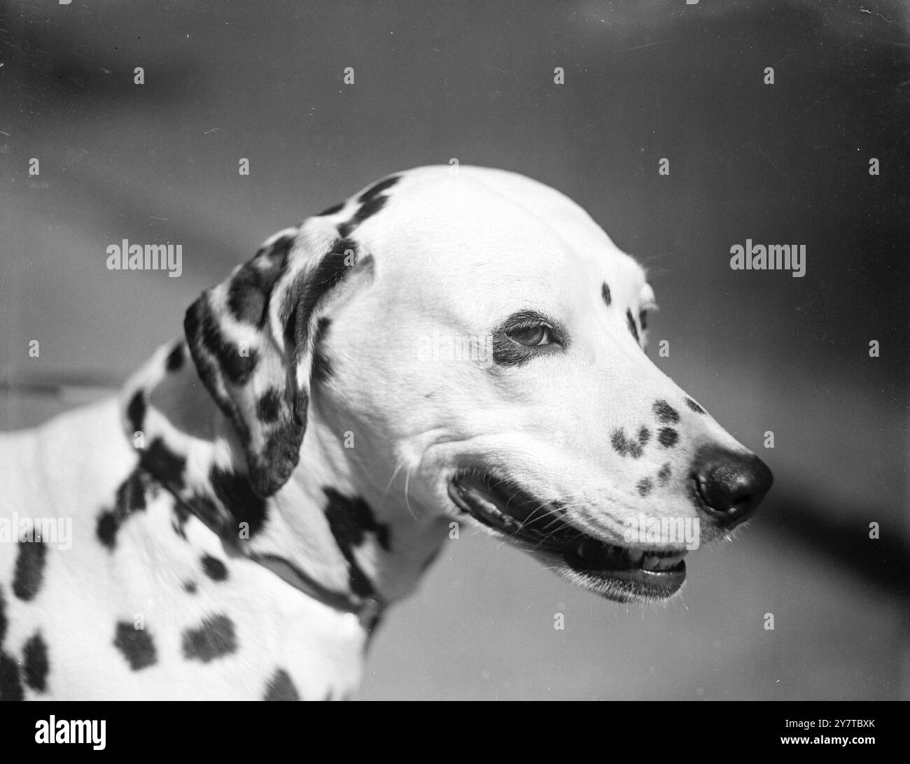 LADY OF TITLE 12 April 1950 Handsome enough to entertain the hope of ...