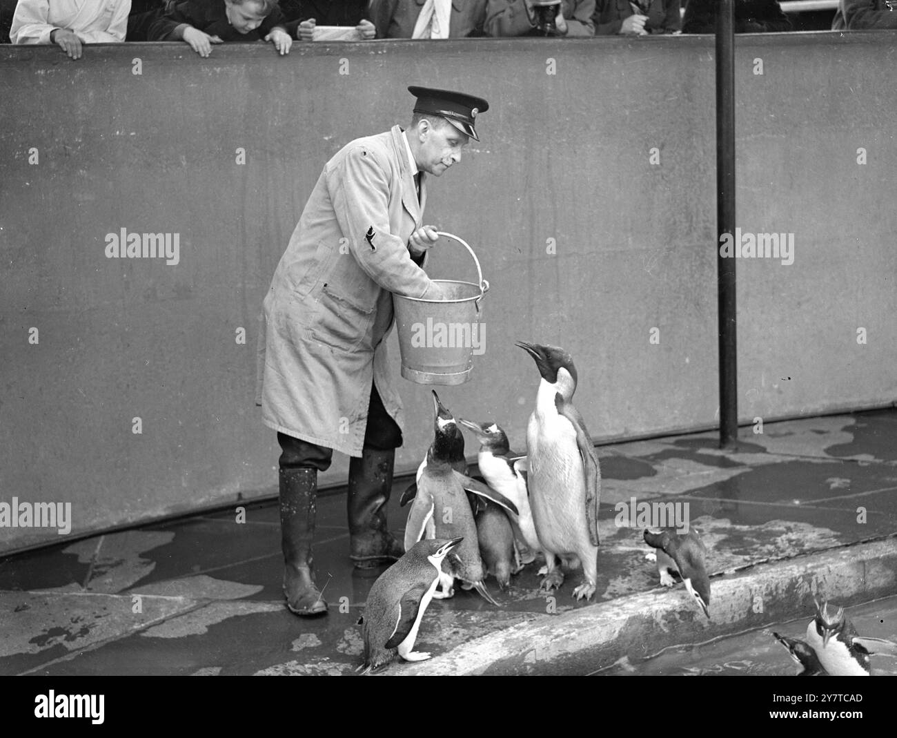 The London zoo's first Emperor penguin made its debut at the penguin ...