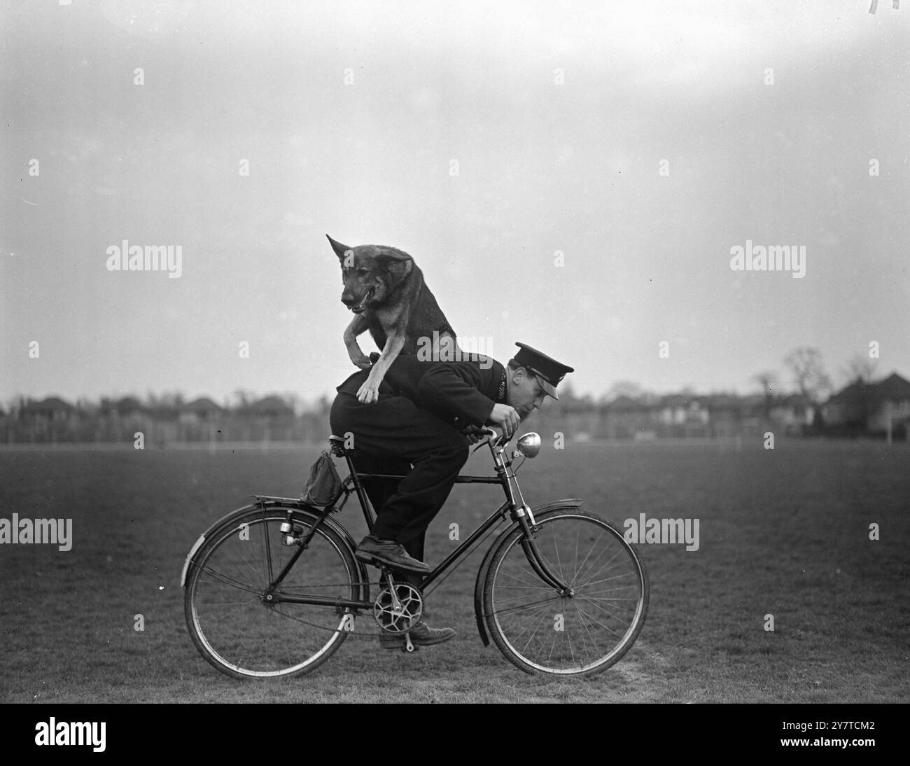 FOUR-LEGGED ' CONSTABLE ' TRAINS Police dogs that will be used by ...