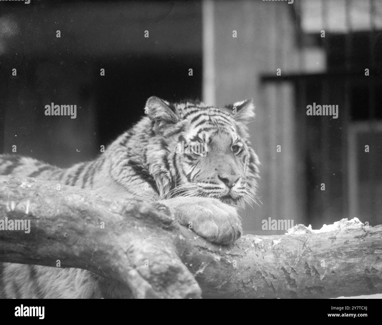 Baccha hi-res stock photography and images - Alamy