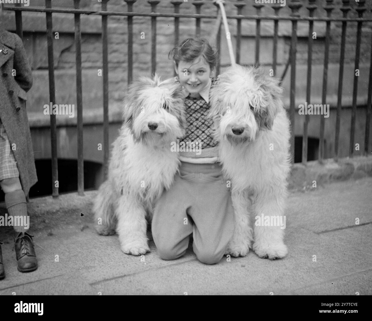 CLOSE FRIENDS Well provided with wool even if there are no sheep about ...