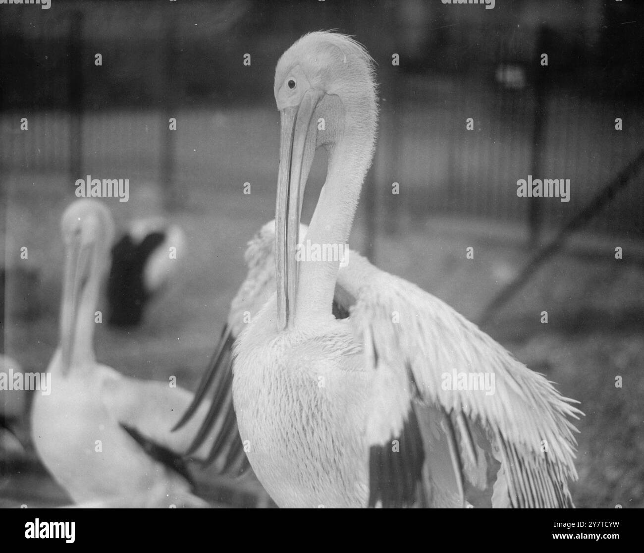 A LARGE BILL FOR HIS SERVICES Whatever services the Pelican renders to ...