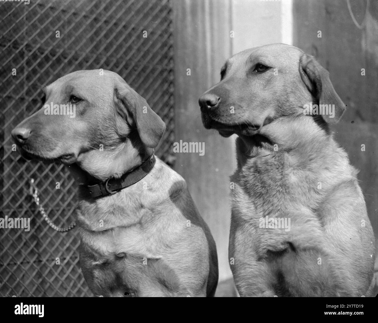 STUDY IN SOPHISTICATION These sophisticated dogs and Labrador ...
