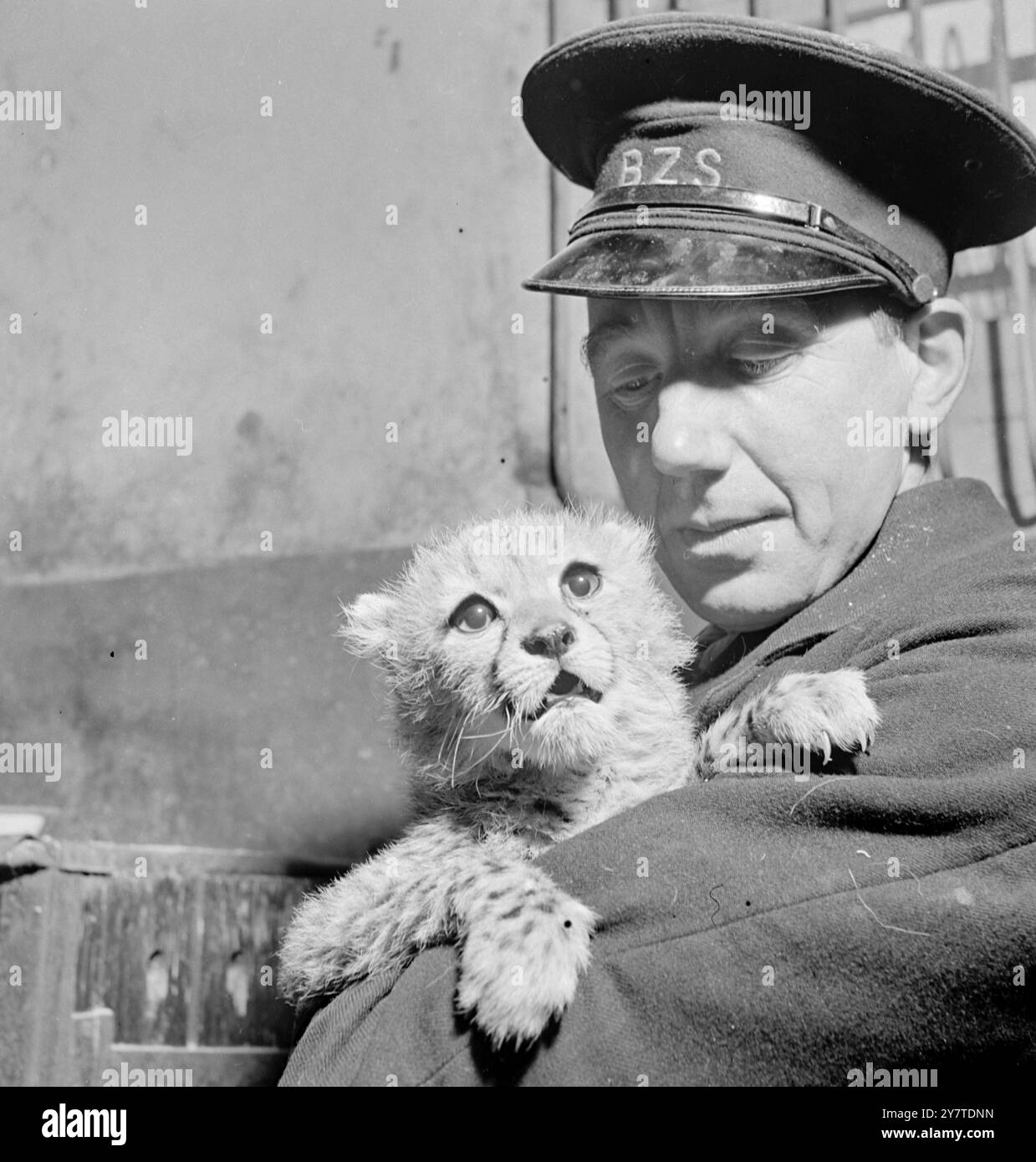 KEEPING COMPANY Keeper TOM FISHLOCK couldn't cold shoulder this lonely ...