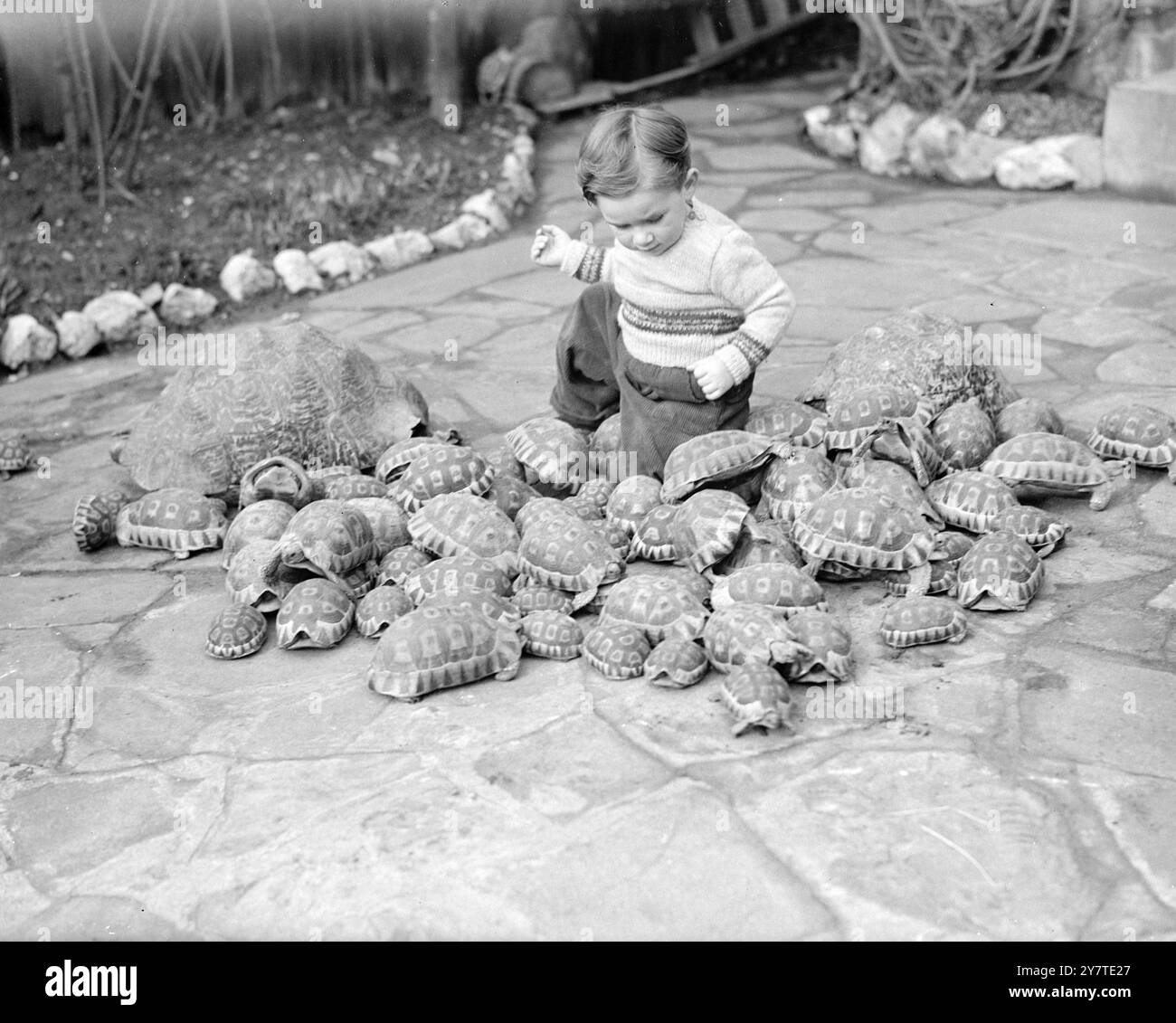 TORTOISES ARE GOING FAST IN LONDON Two-year-old Peter Palmer, son of a ...