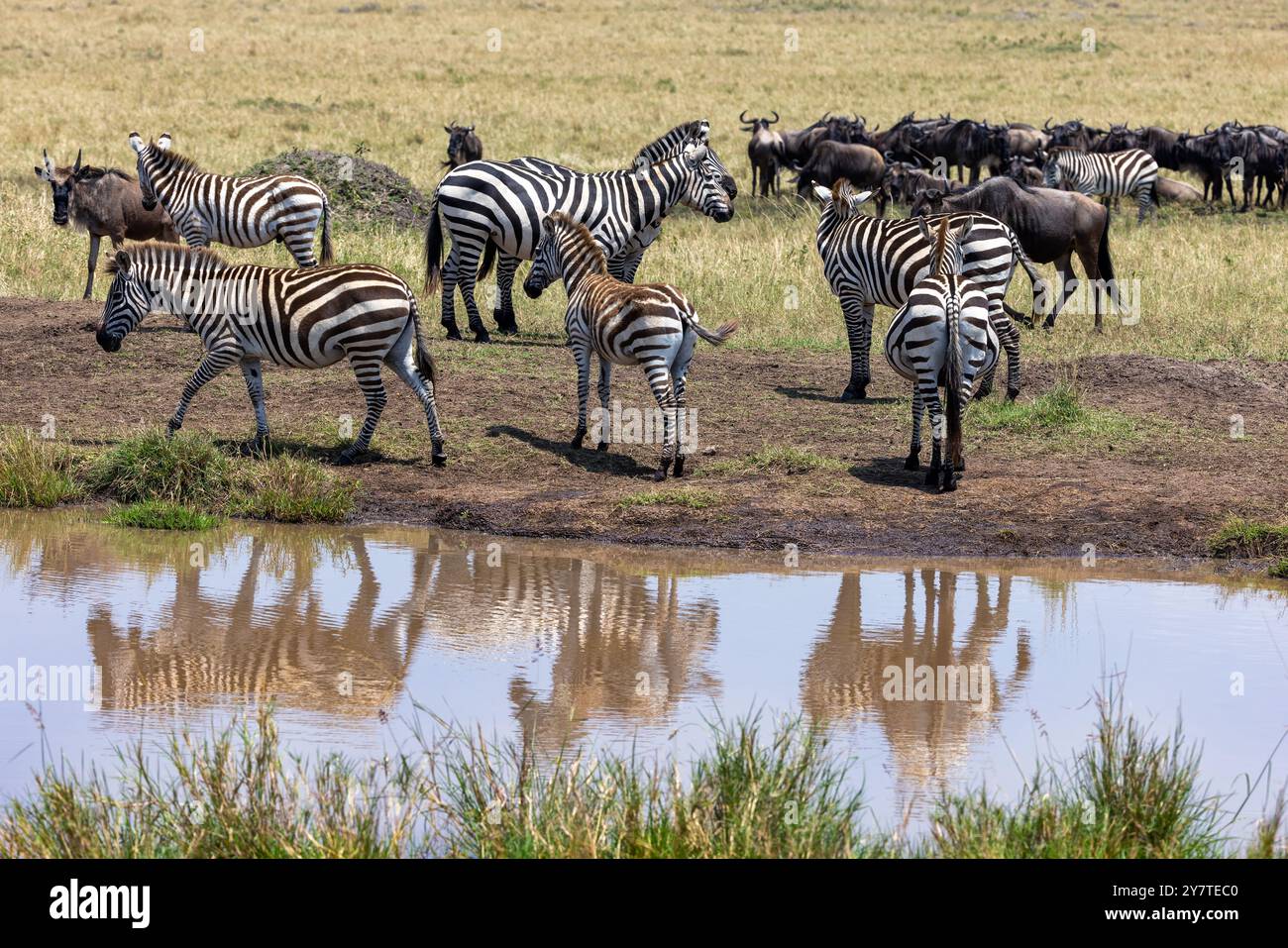 Group of plains zebra, Equus Quagga, on the banks of a water hole in the Masai Mara, Kenya ...