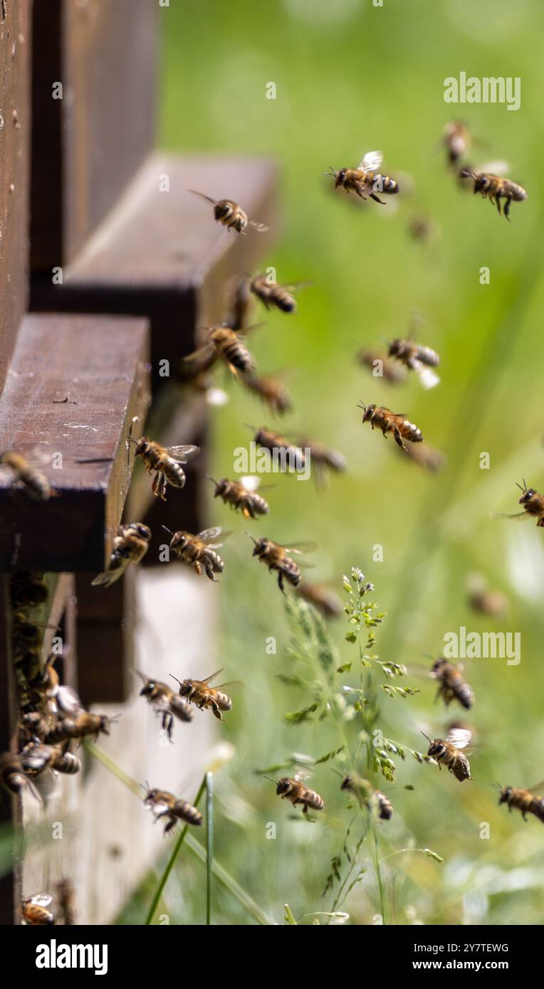 Swarms of bees at the hive entrance in a heavily populated honey bee ...