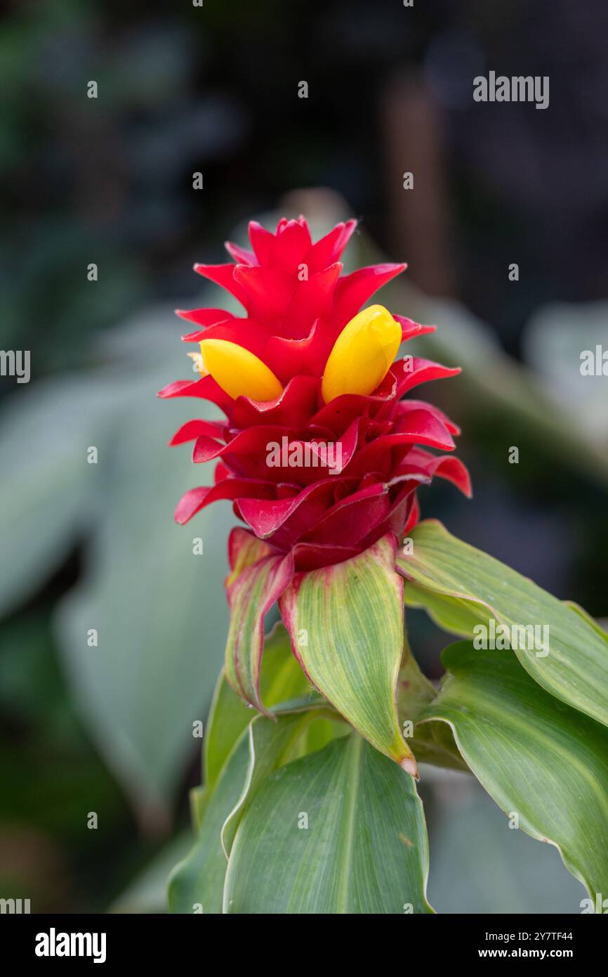 Red and yellow flower of ginger (Siam Tulip), Thailand Stock Photo - Alamy