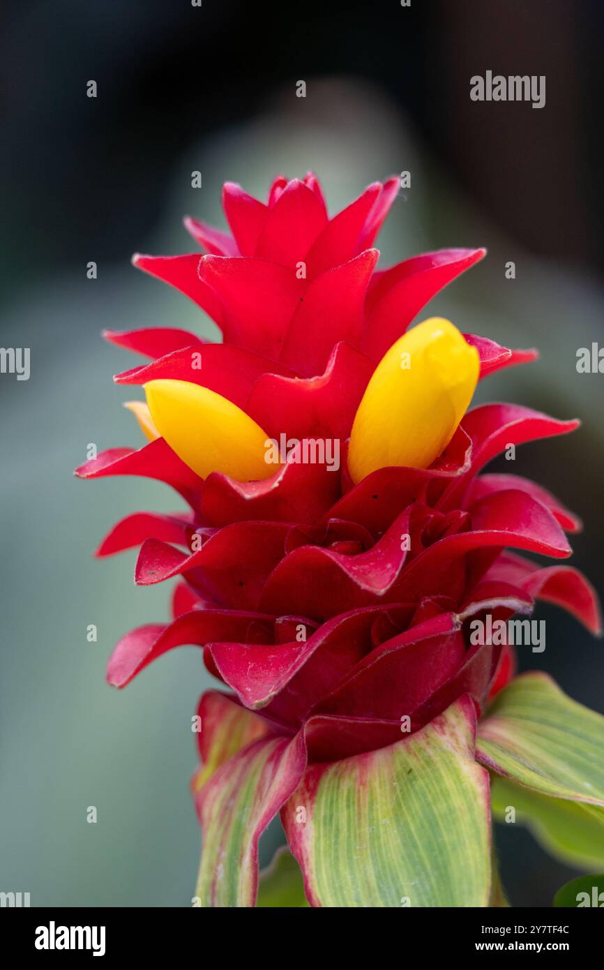Red and yellow flower of ginger (Siam Tulip), Thailand Stock Photo - Alamy