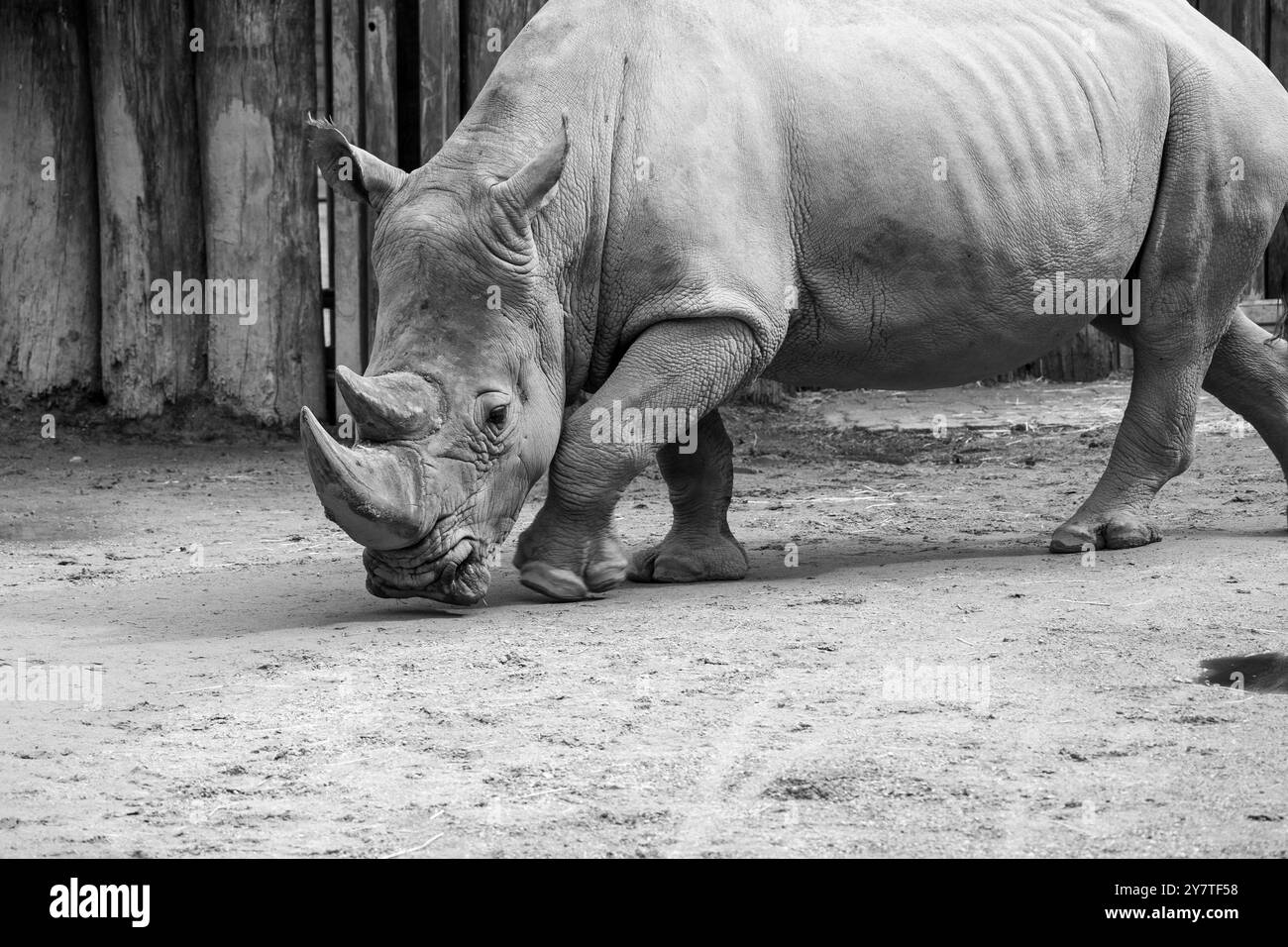 Rhino conservation Black and White Stock Photos & Images - Alamy