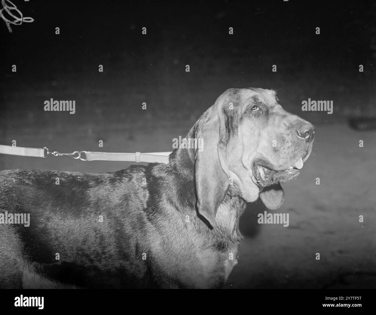 The First Biggest Dog In The World