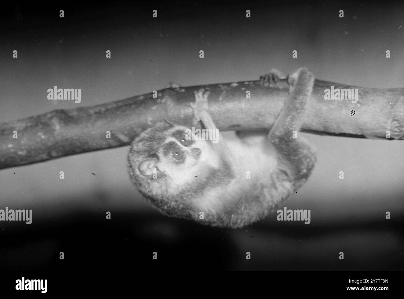 Furry insects Black and White Stock Photos & Images - Alamy